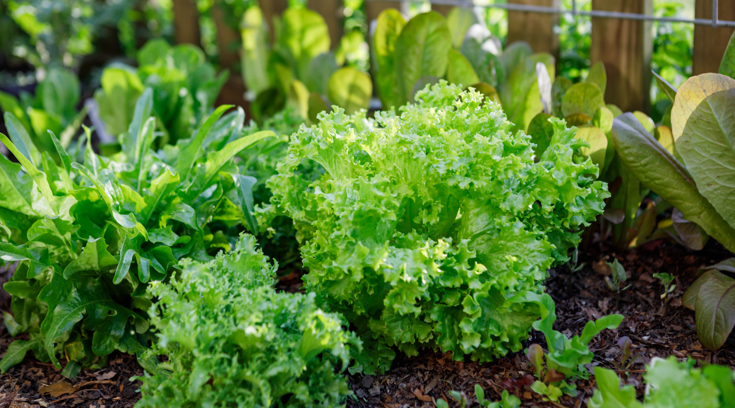 20 Green Gardening Tips – Hardy Garden